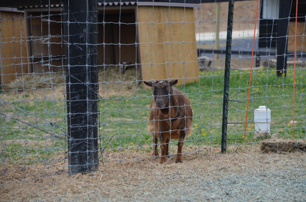 How Long do Goats Live? - Goat Journal